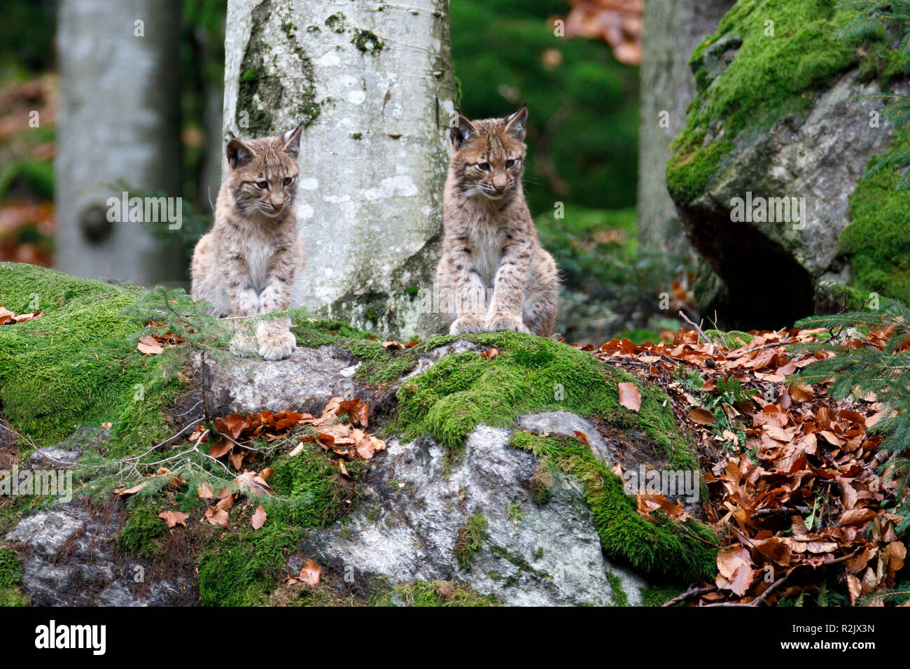 Junger luchs -Fotos und -Bildmaterial in hoher Auflösung – Alamy