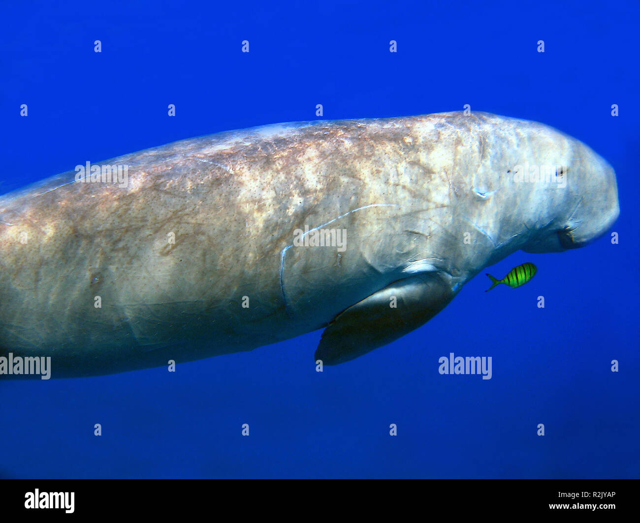 Yellow pilot fish -Fotos und -Bildmaterial in hoher Auflösung – Alamy