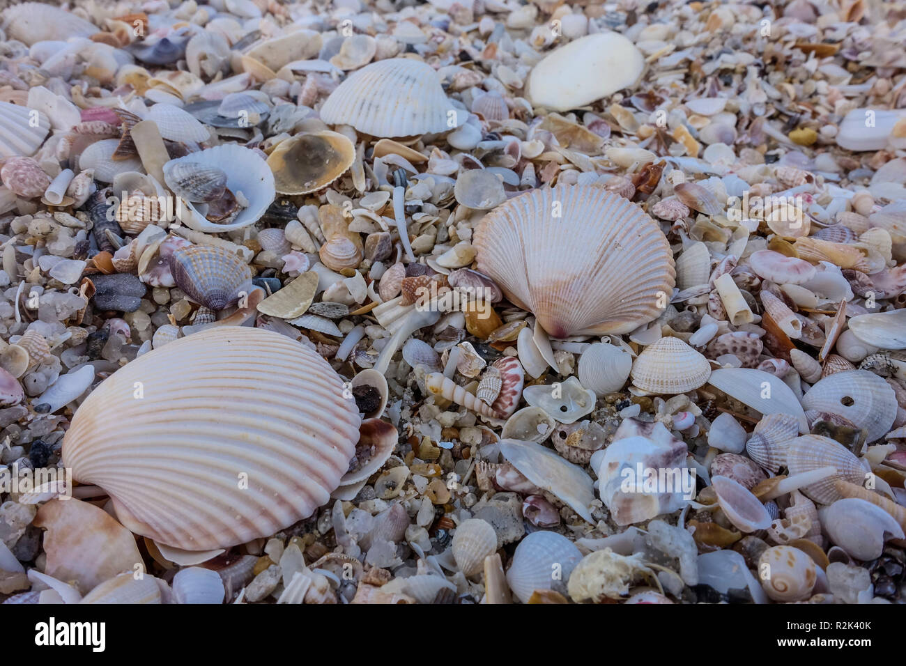 Sandstrand mit muscheln -Fotos und -Bildmaterial in hoher Auflösung – Alamy