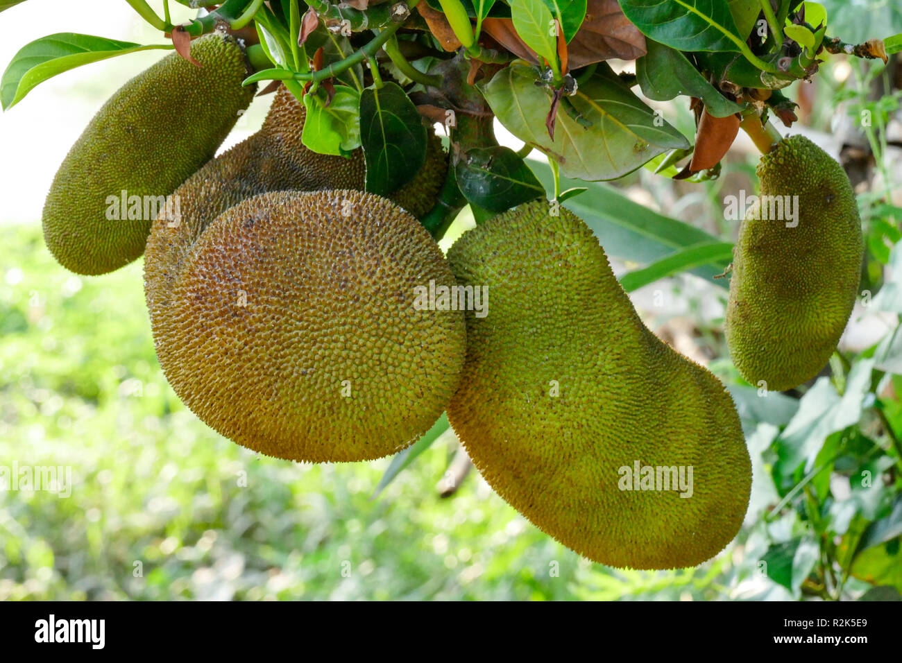 Jackfruit trees -Fotos und -Bildmaterial in hoher Auflösung – Alamy