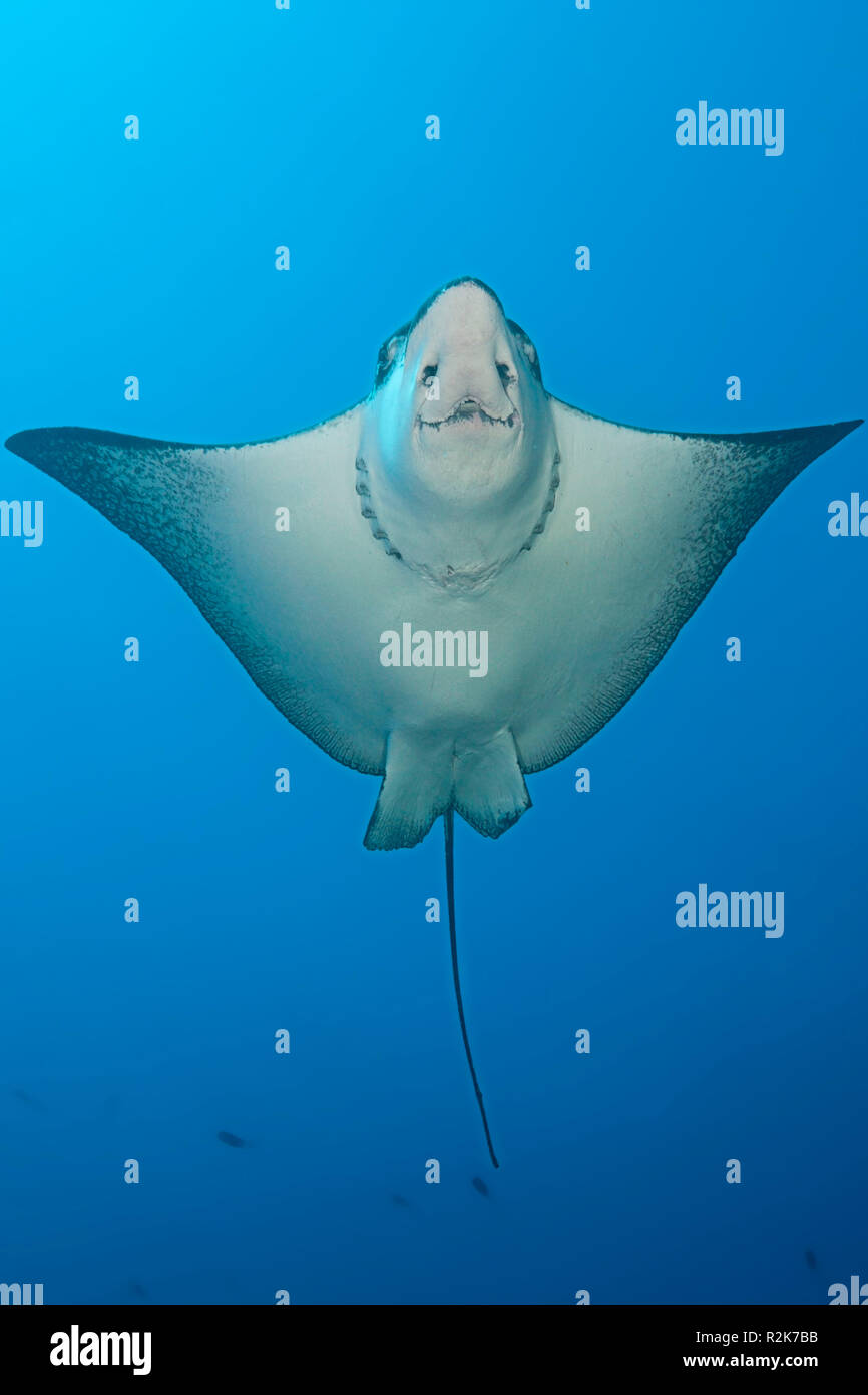 Gefleckter adlerrochen aetobatus narinari -Fotos und -Bildmaterial in ...