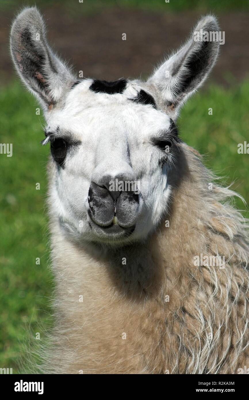 Lama spucken -Fotos und -Bildmaterial in hoher Auflösung – Alamy