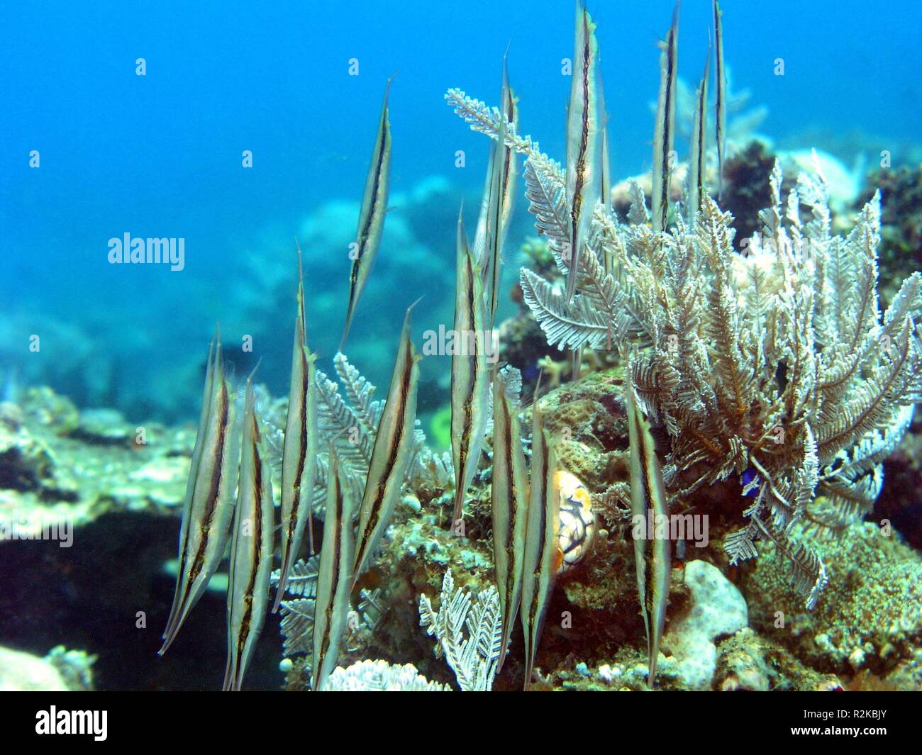Kopfsteher fisch Stockfotos und -bilder Kaufen - Alamy
