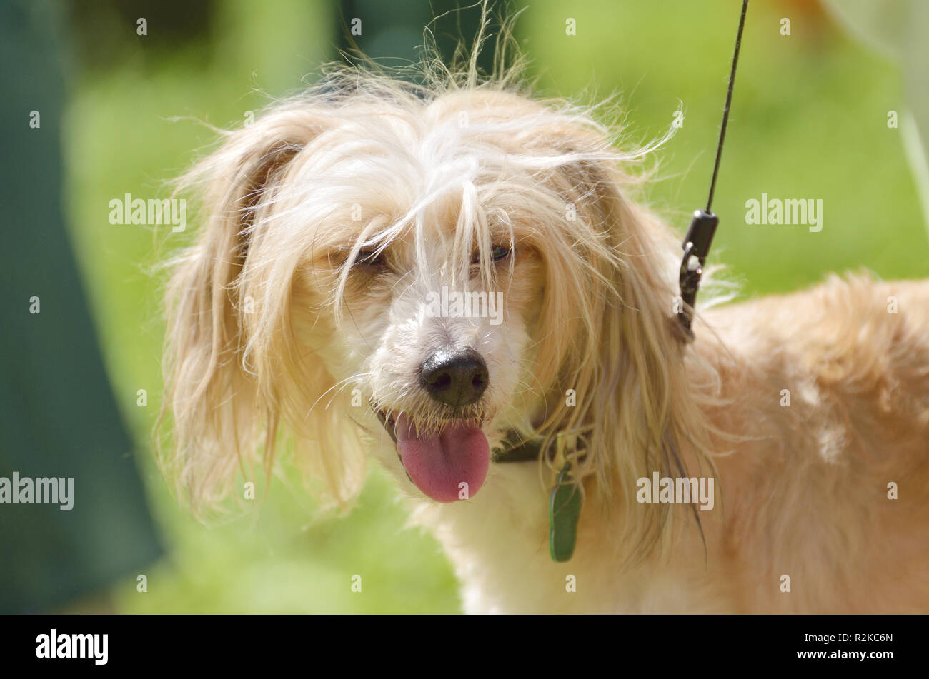 Der Dackel ist ein Jagdhund. Diese hunderasse ist sehr beliebt ...