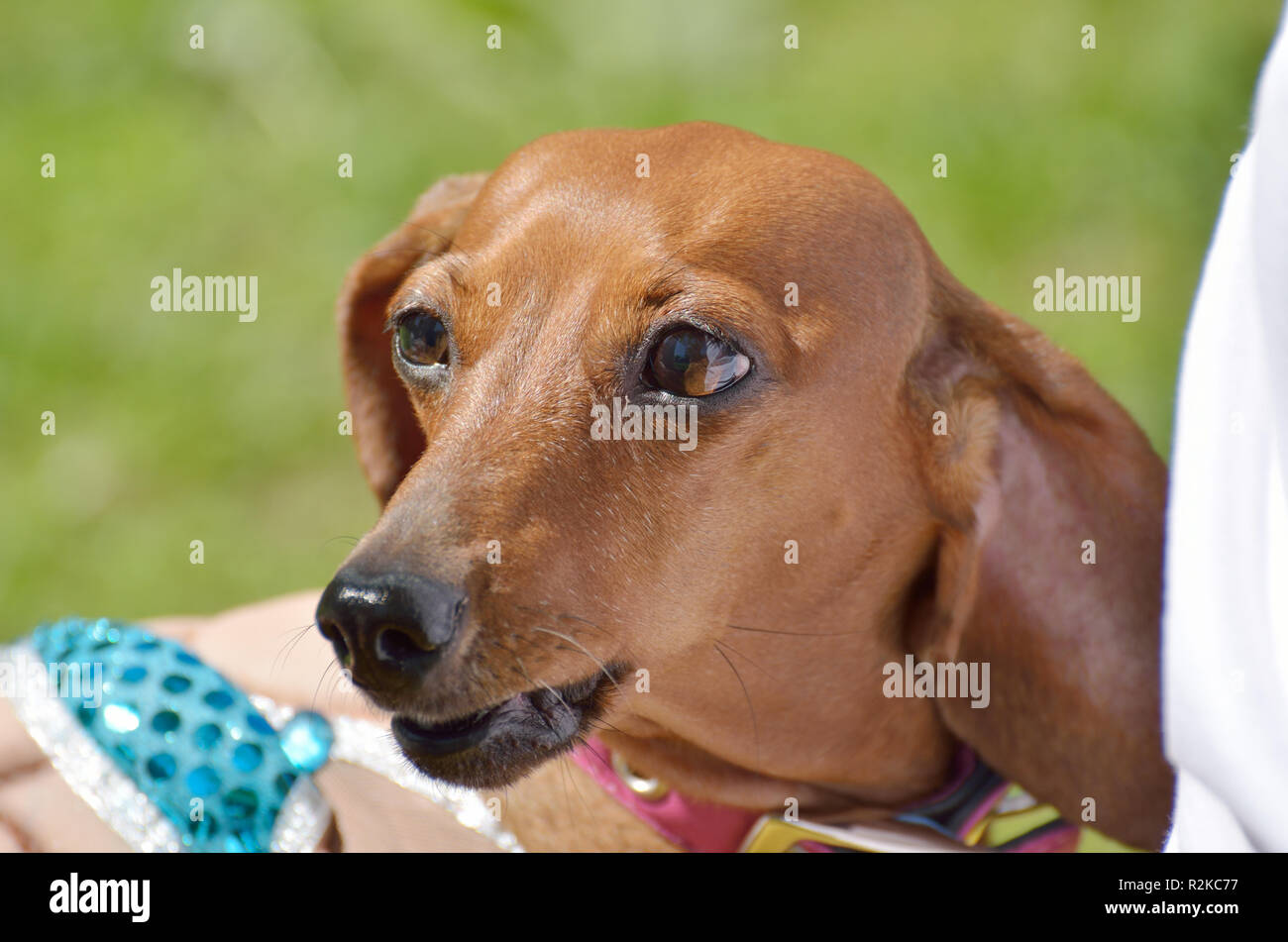 Der Dackel ist ein Jagdhund. Diese hunderasse ist sehr beliebt ...