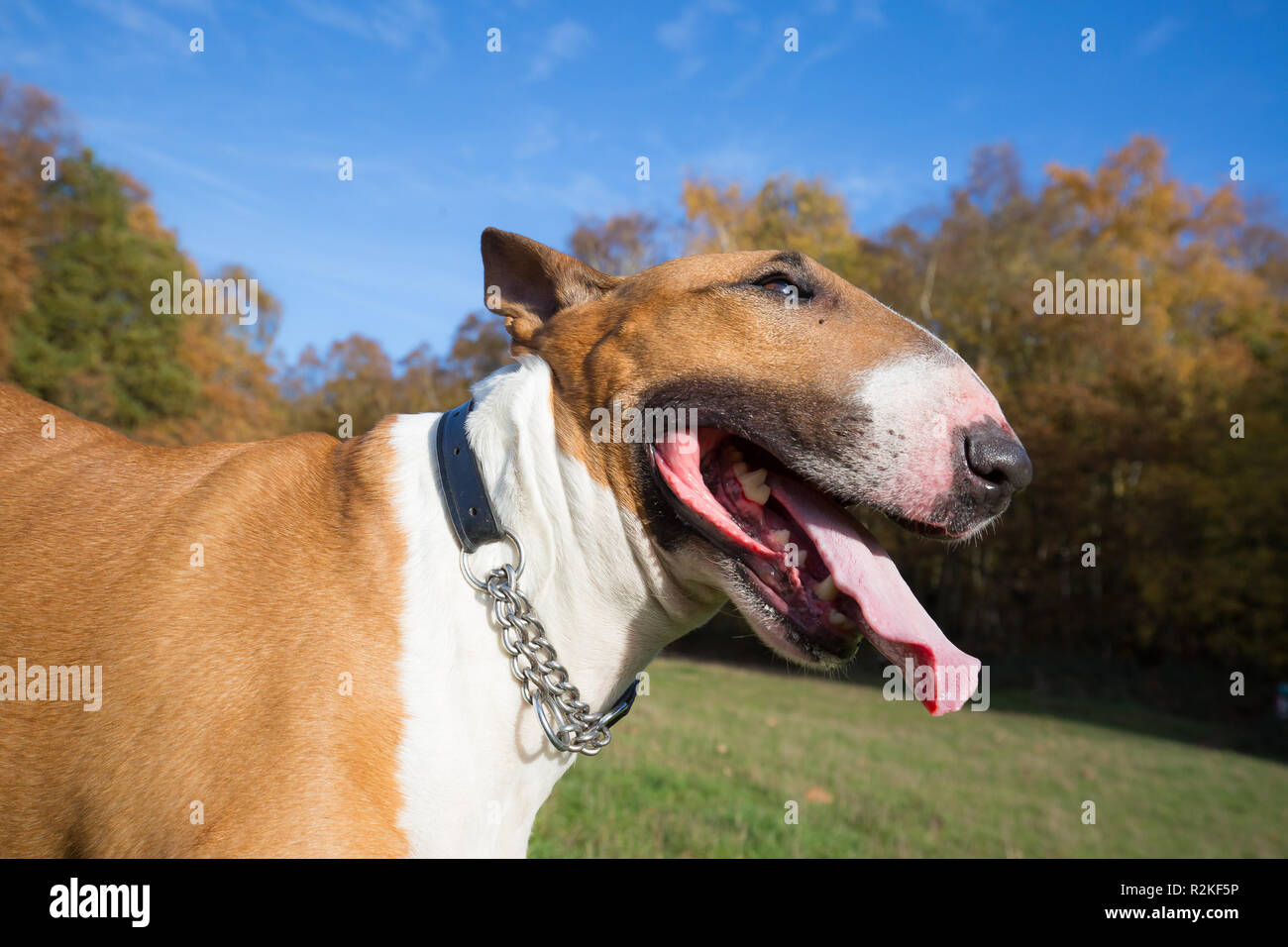 Side view english bull terrier -Fotos und -Bildmaterial in hoher ...