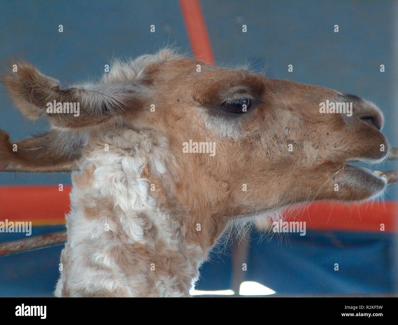 Lama Spucken Stockfotos und -bilder Kaufen - Alamy