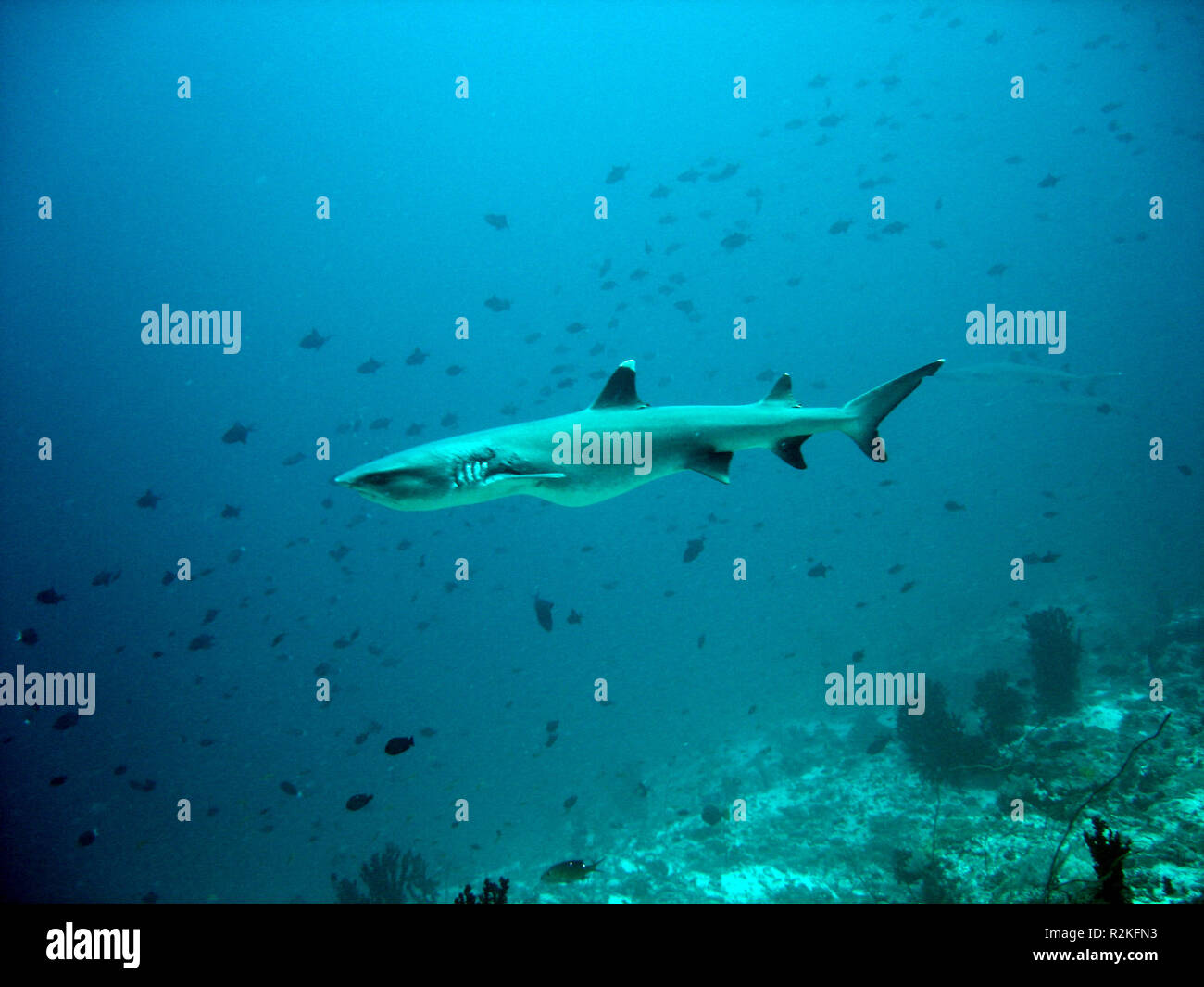 Hai Flossen Stockfotos und -bilder Kaufen - Alamy