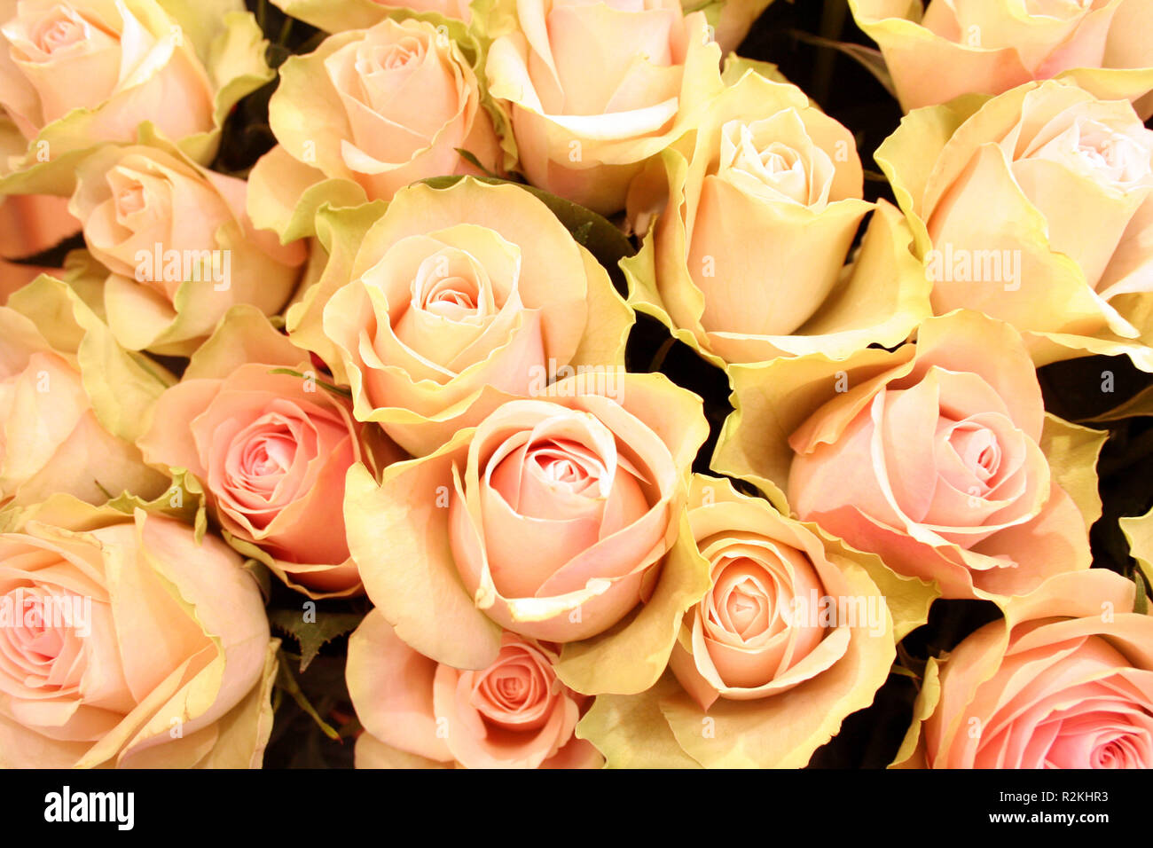 Viele rosen -Fotos und -Bildmaterial in hoher Auflösung – Alamy