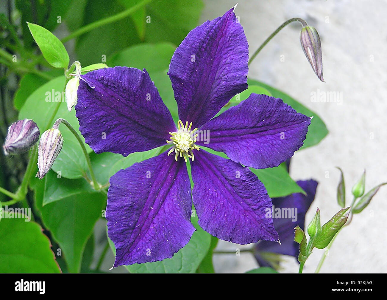 Gardens clematis pergola -Fotos und -Bildmaterial in hoher Auflösung ...