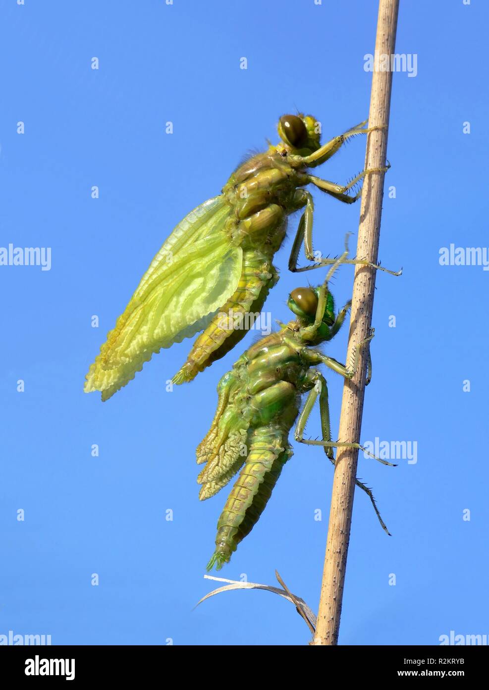Libellen augen -Fotos und -Bildmaterial in hoher Auflösung – Alamy