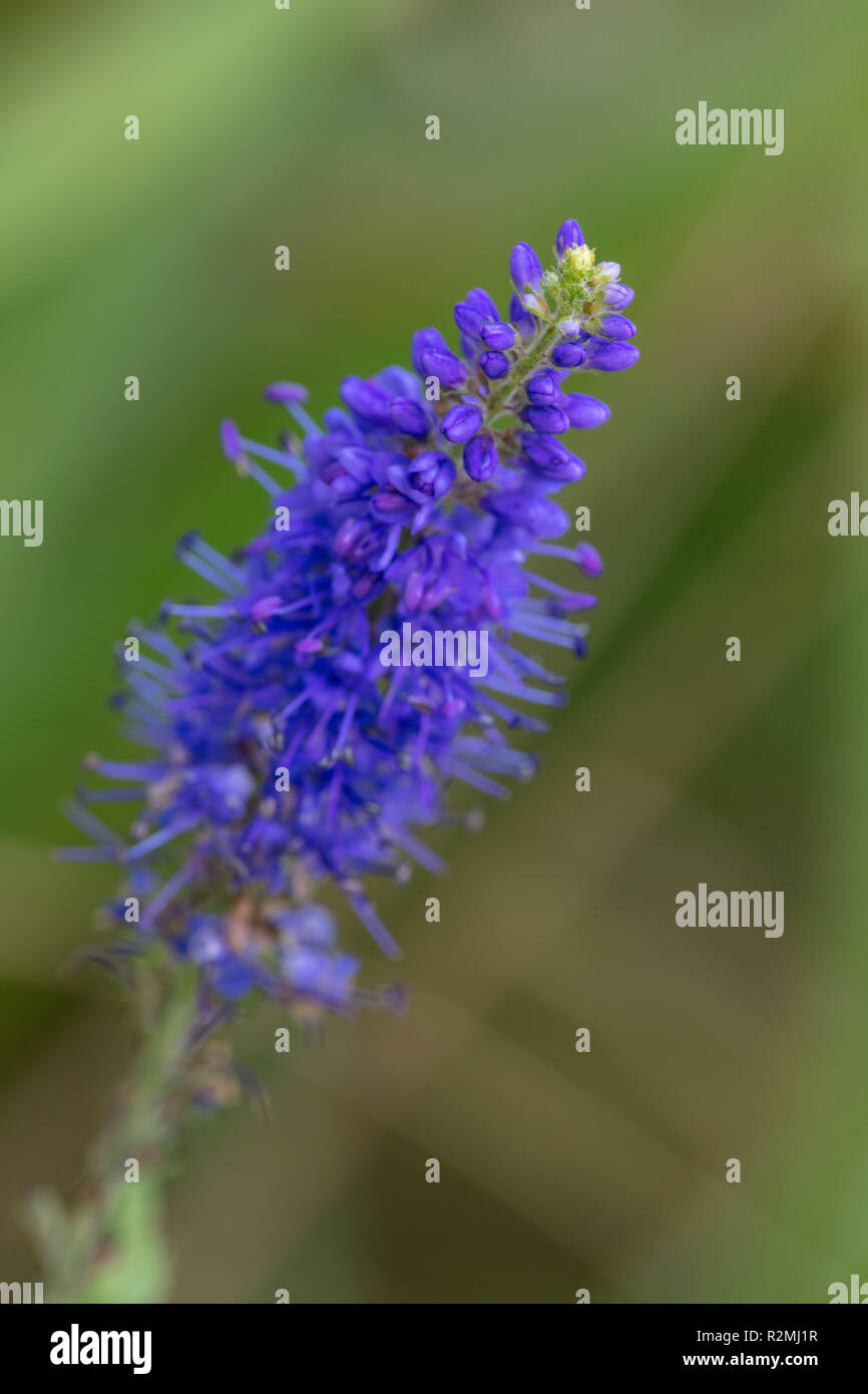 Garten Ehrenpreis Veronica longifolia, Blume des Jahres 2018 ...