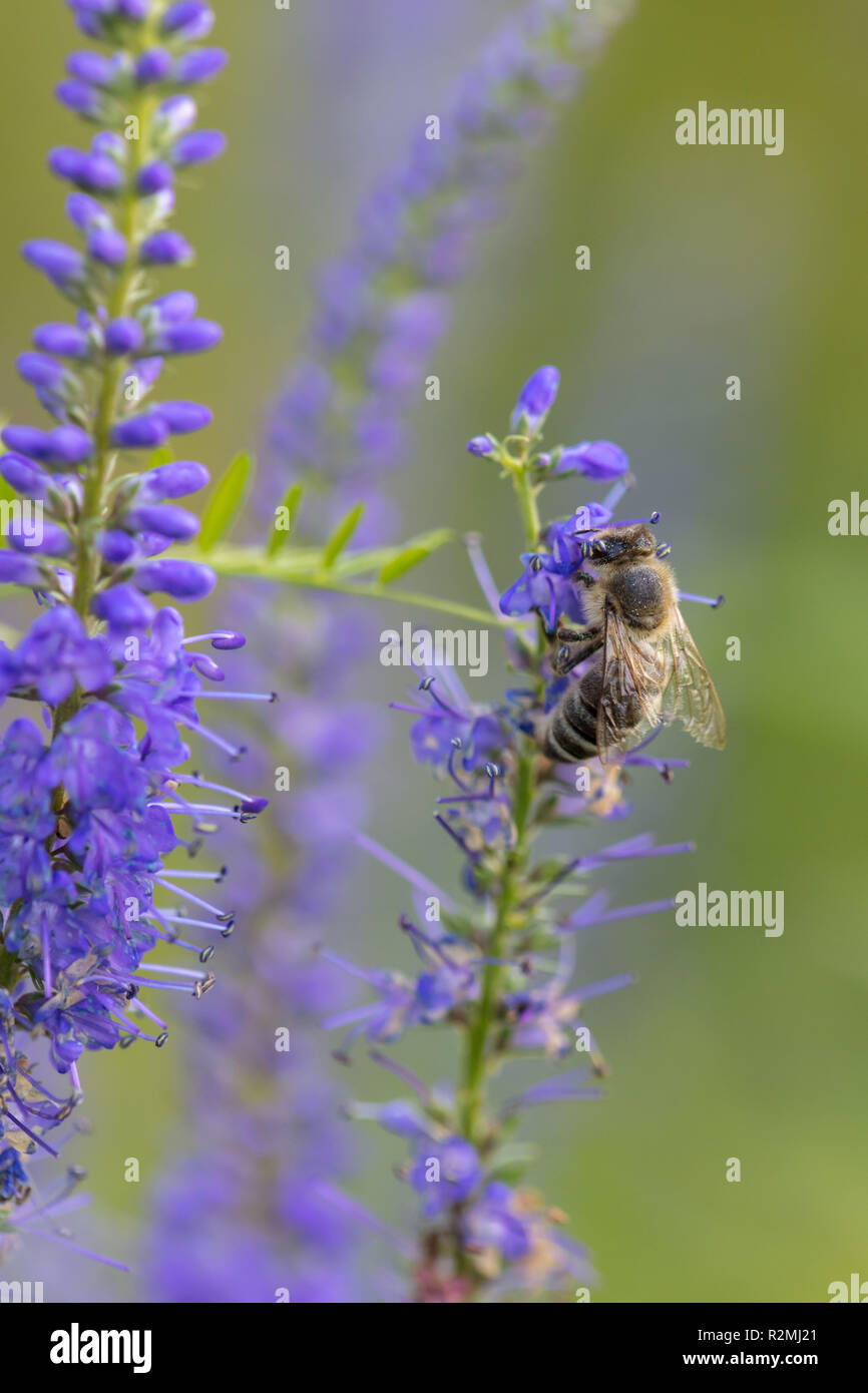 Garten Ehrenpreis Veronica longifolia, Blume des Jahres 2018 ...
