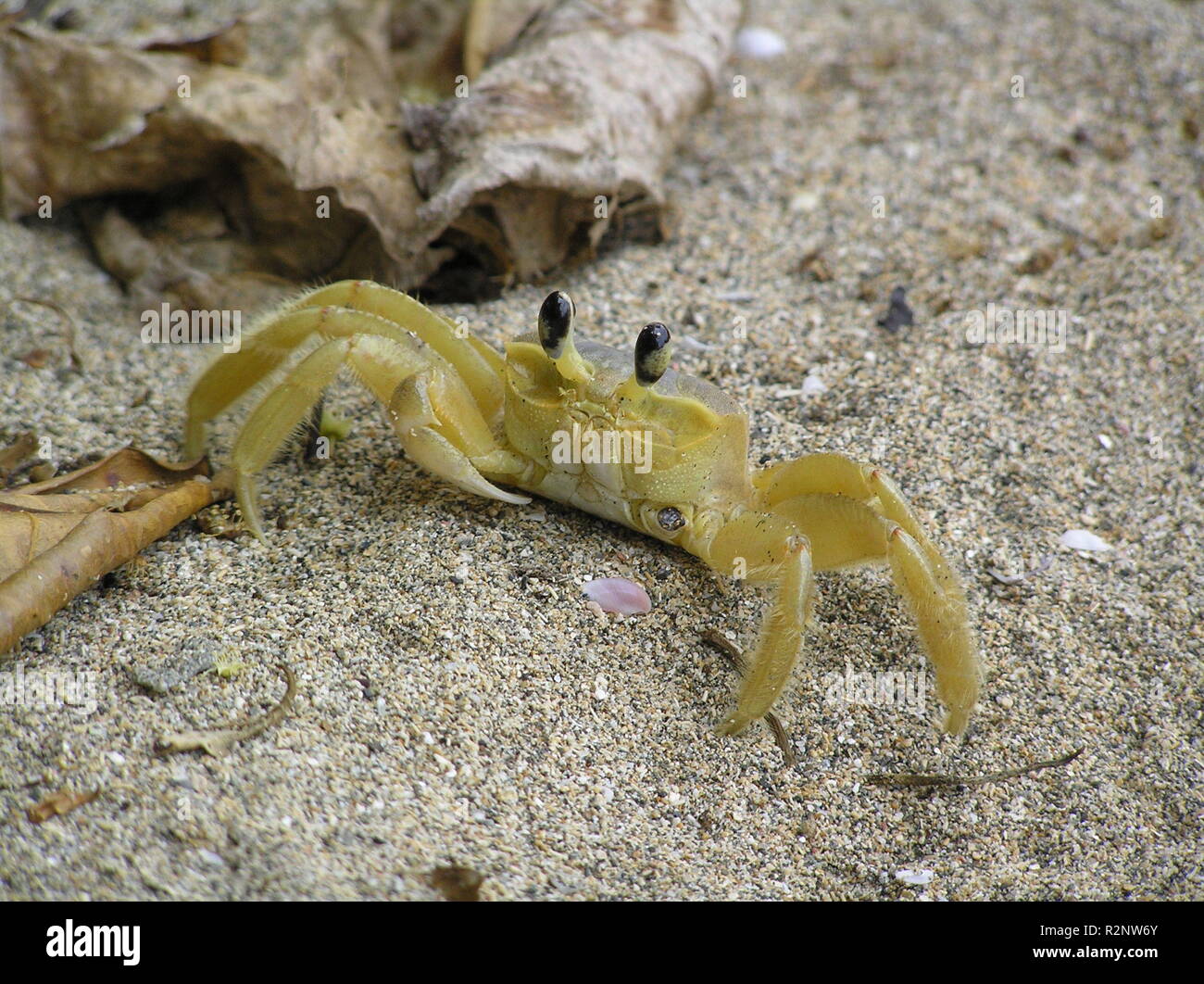 Krebs strand -Fotos und -Bildmaterial in hoher Auflösung – Alamy