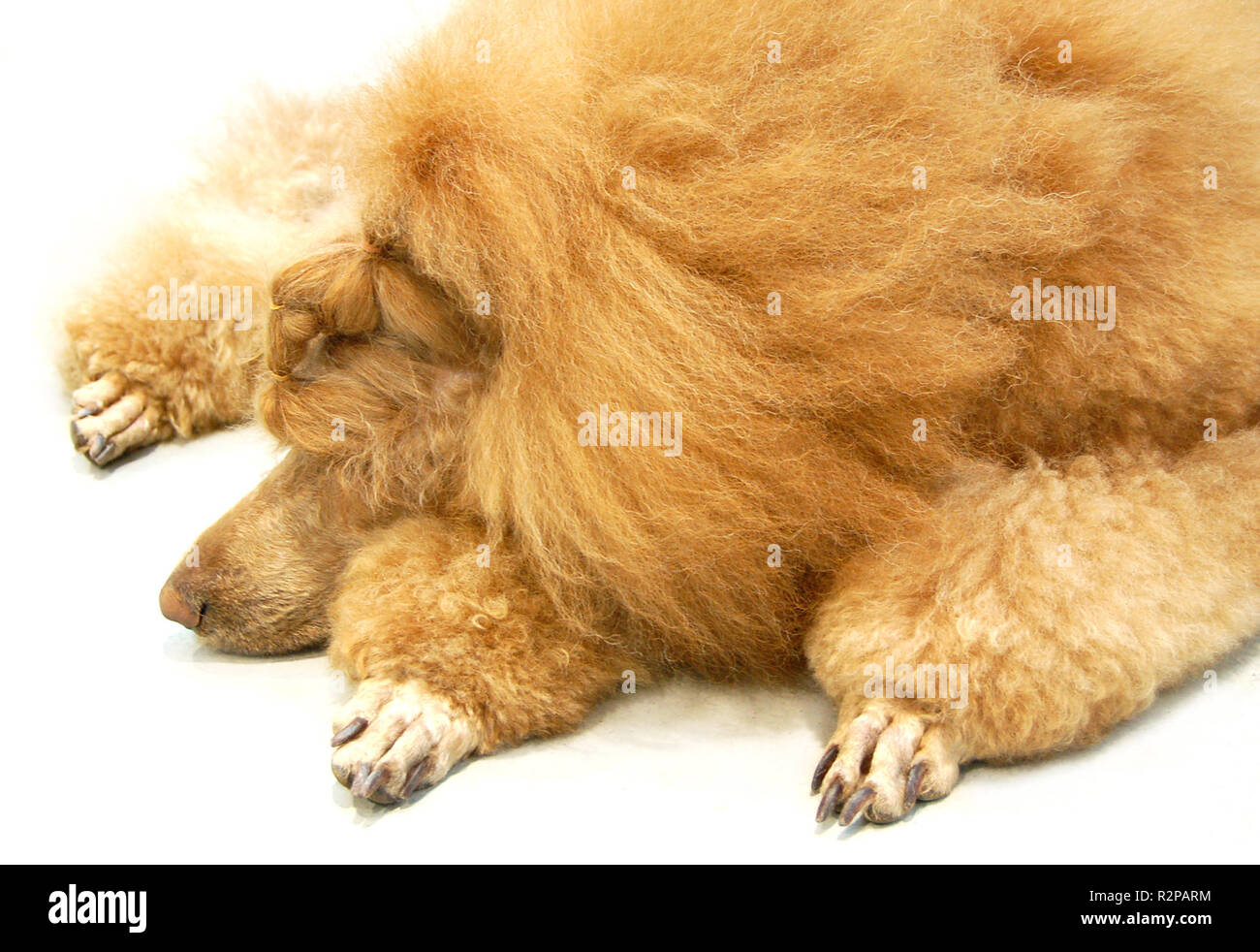 King poodle -Fotos und -Bildmaterial in hoher Auflösung – Alamy
