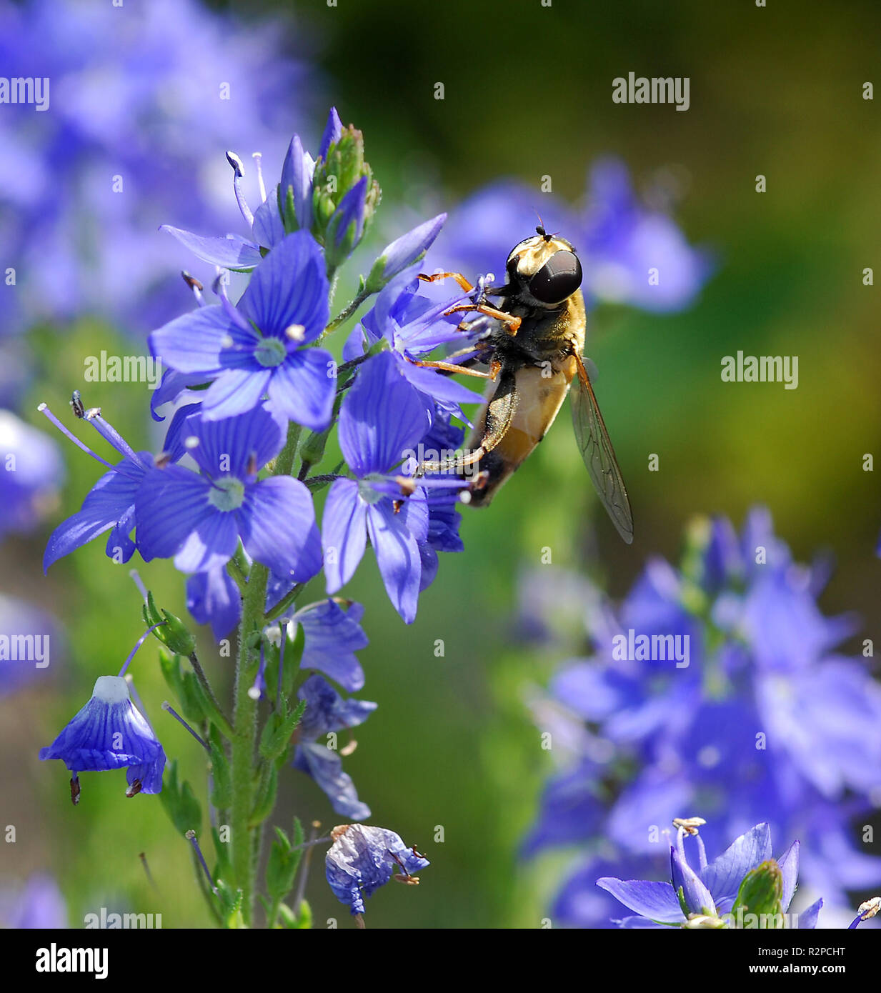Die biene maja -Fotos und -Bildmaterial in hoher Auflösung – Alamy