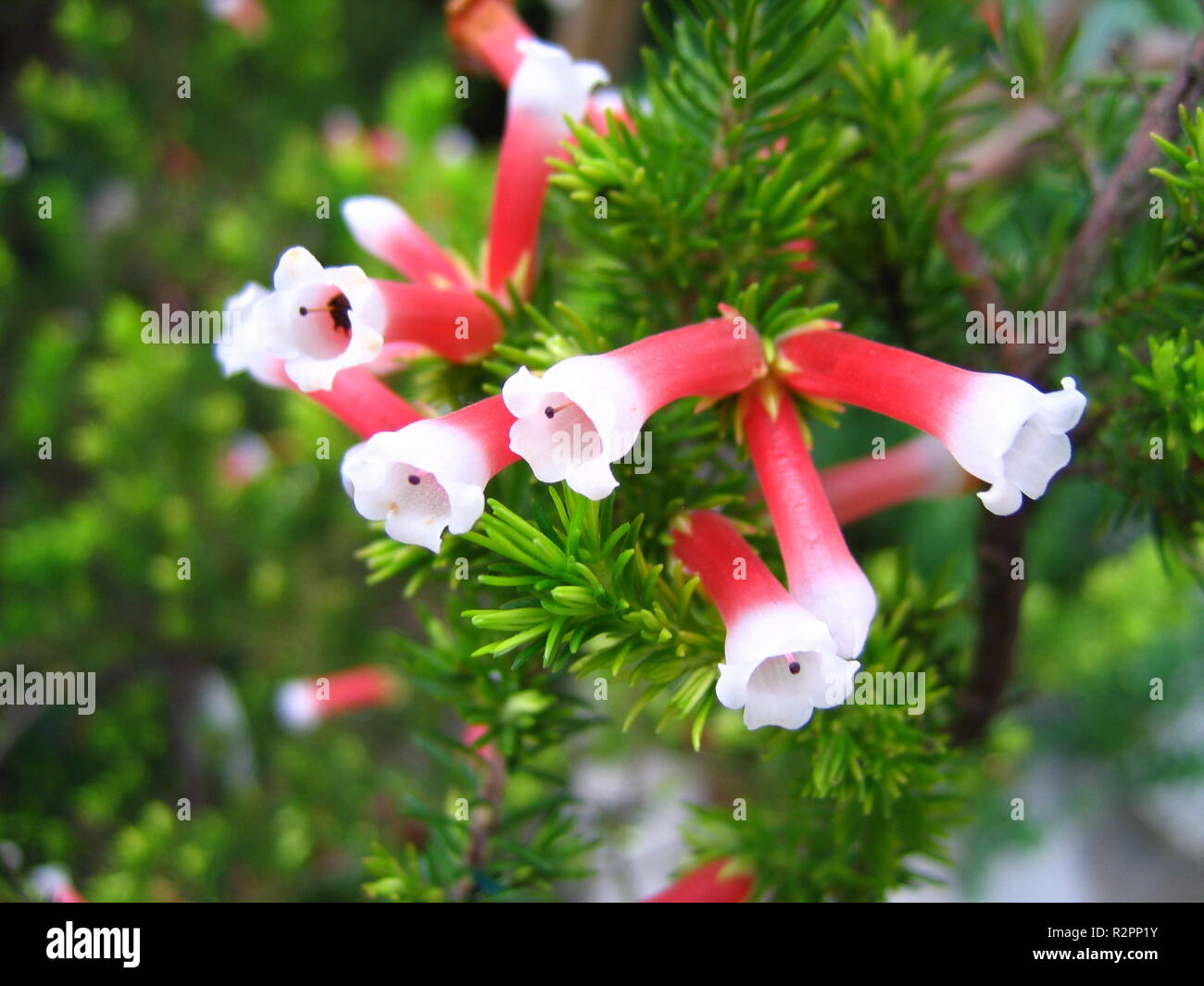 Red erica -Fotos und -Bildmaterial in hoher Auflösung – Alamy