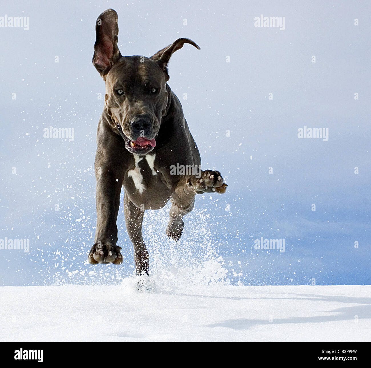Deutsche doggen -Fotos und -Bildmaterial in hoher Auflösung – Alamy