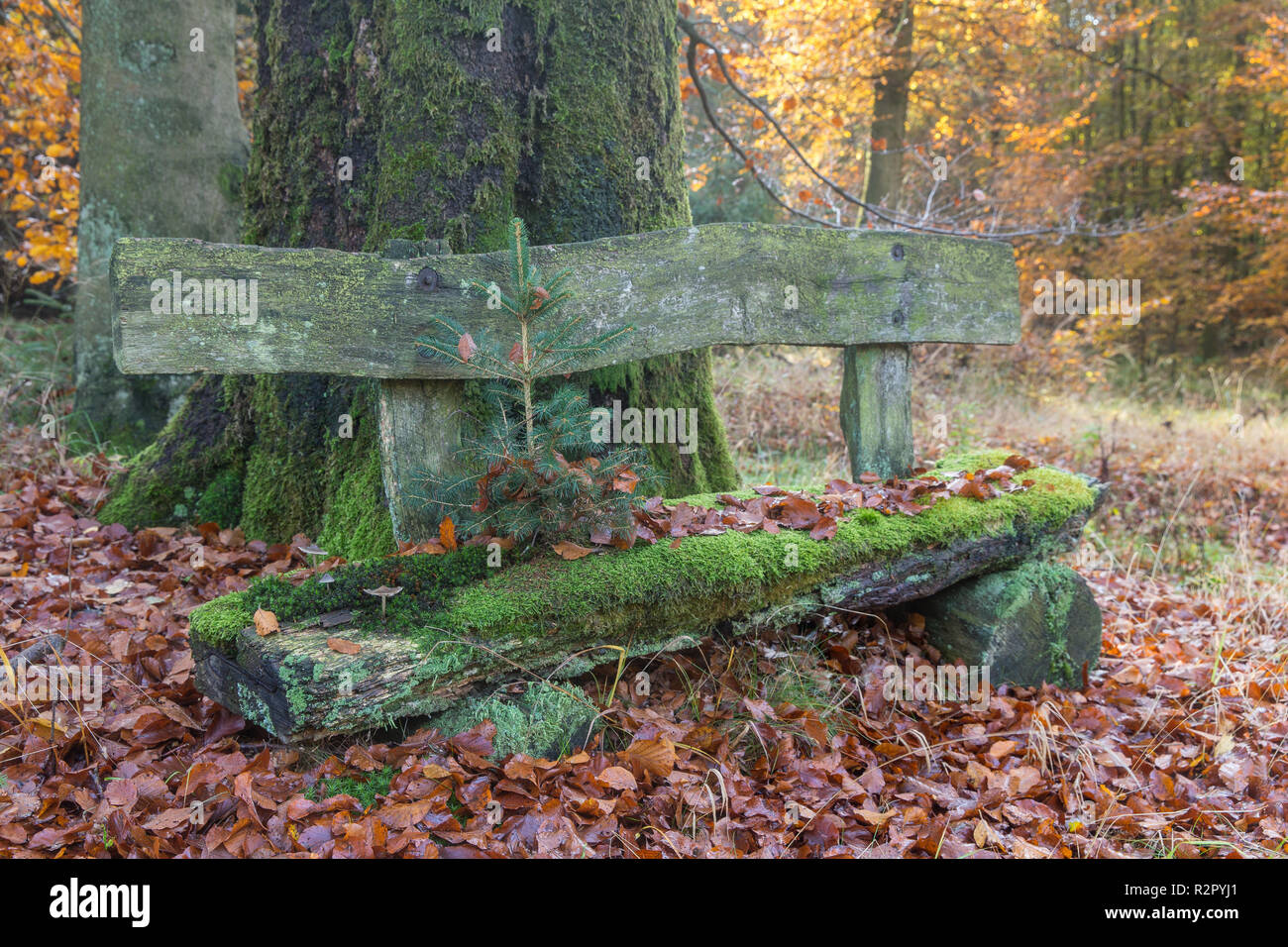 Bank in einem wald -Fotos und -Bildmaterial in hoher Auflösung – Alamy