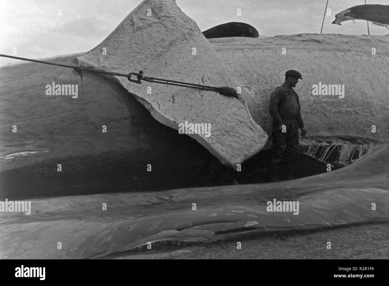 Walter rau walfang ag -Fotos und -Bildmaterial in hoher Auflösung – Alamy