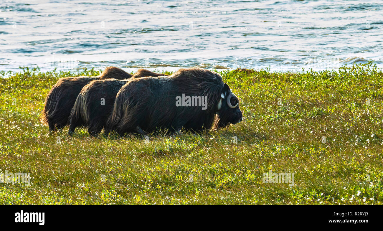 Moschus Ochsen Stockfotos und -bilder Kaufen - Alamy