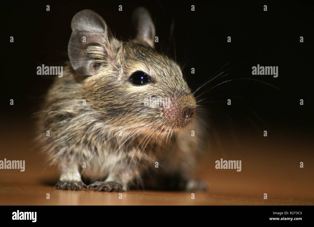 Degu baby -Fotos und -Bildmaterial in hoher Auflösung – Alamy
