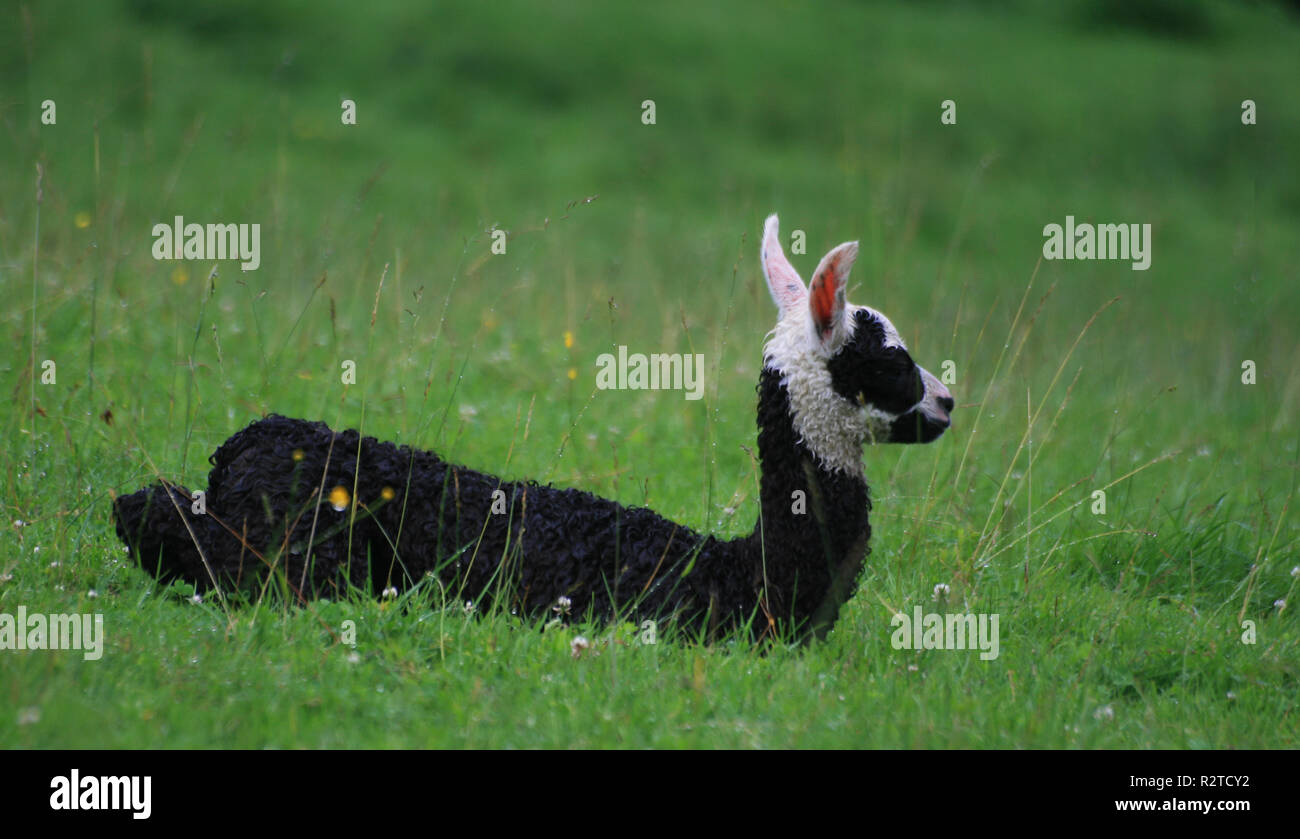 Lama spucken -Fotos und -Bildmaterial in hoher Auflösung – Alamy