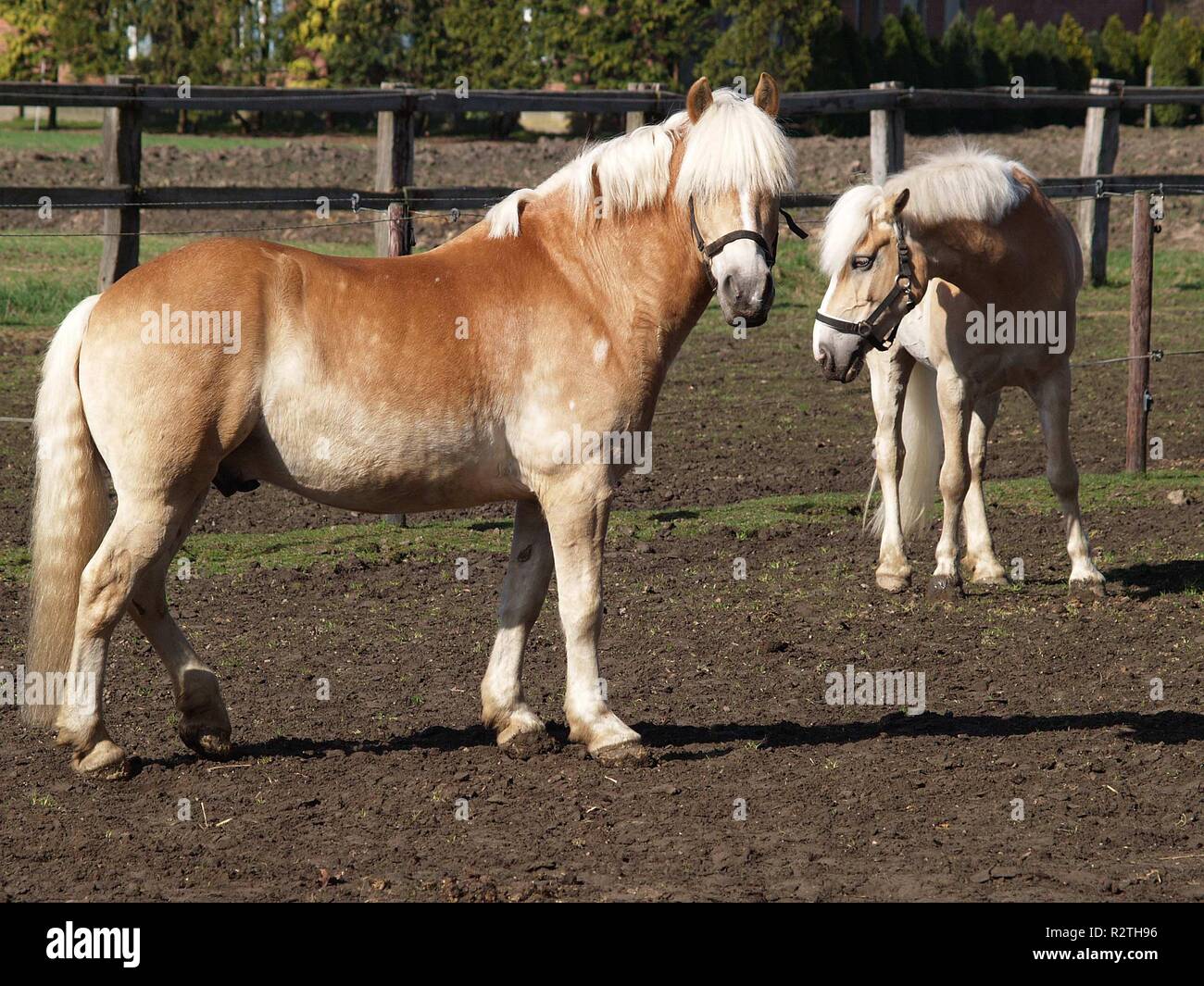 Haflinger reiten -Fotos und -Bildmaterial in hoher Auflösung – Alamy