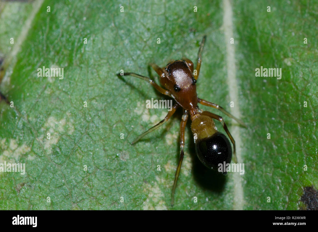 Ant mimic spider -Fotos und -Bildmaterial in hoher Auflösung – Alamy