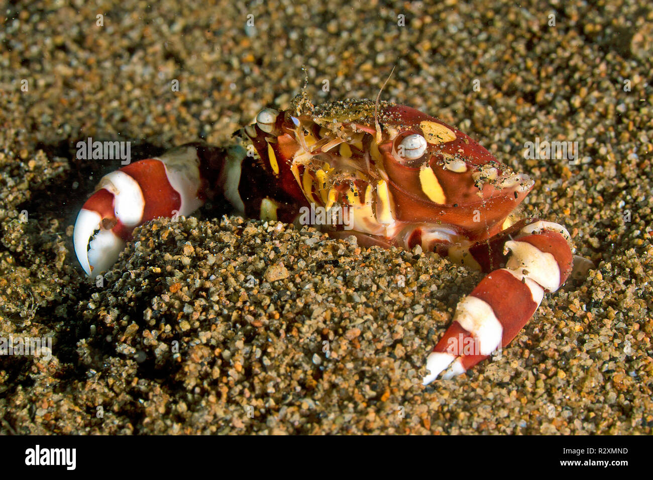 Krabbe Schwimmen Krabbe Portunidae Wasser Stockfotos und -bilder Kaufen ...