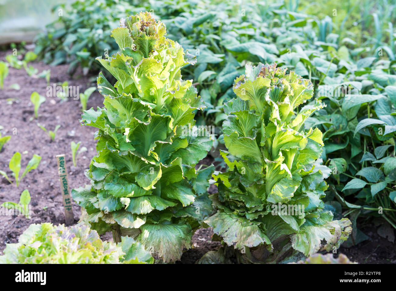 Salat batavia -Fotos und -Bildmaterial in hoher Auflösung – Alamy