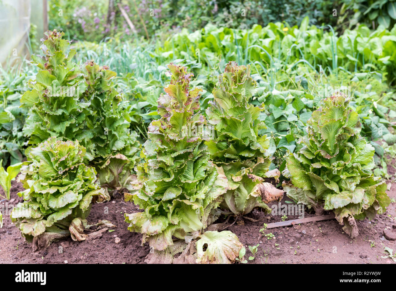 Salat batavia -Fotos und -Bildmaterial in hoher Auflösung – Alamy