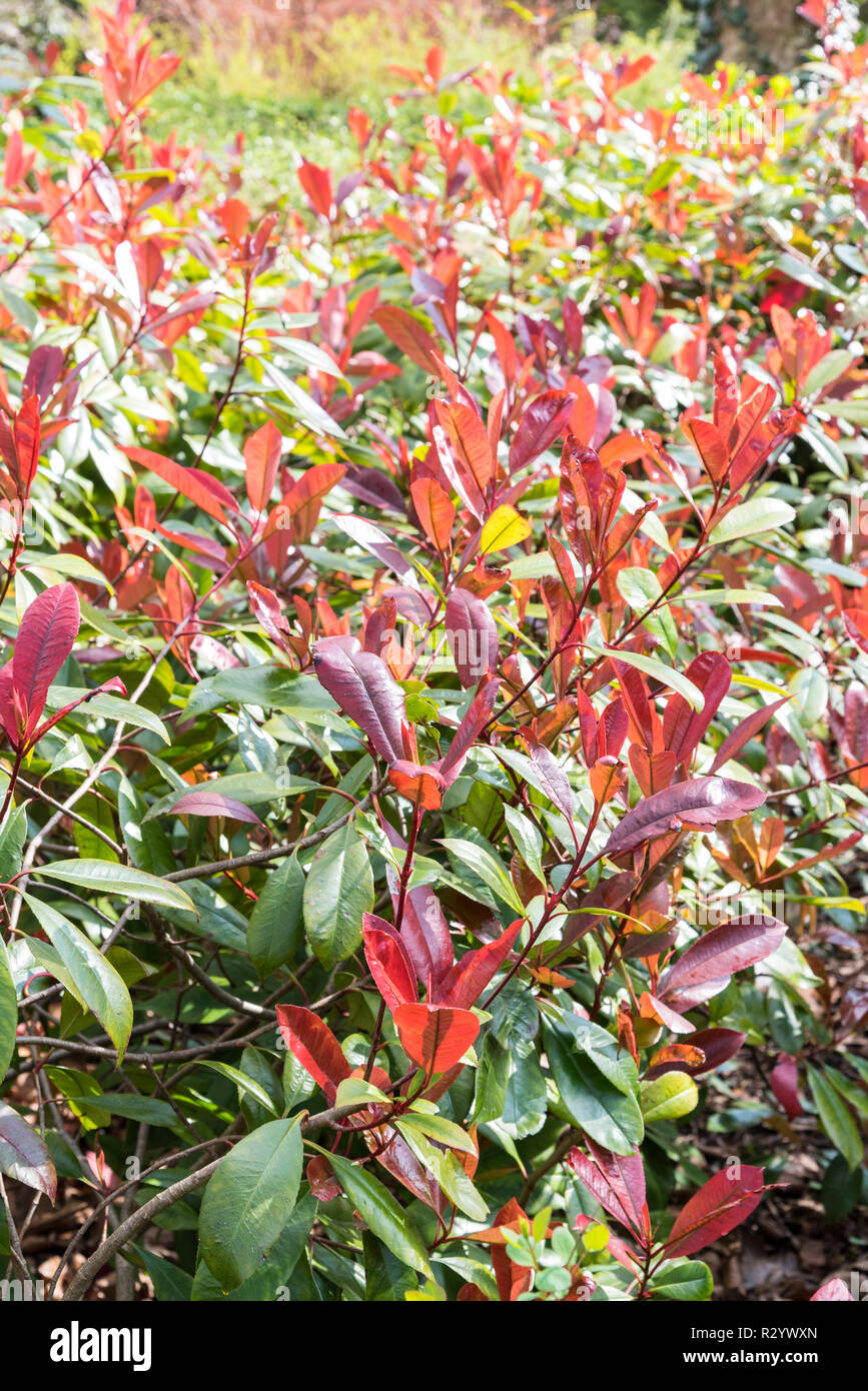 Photinia red robin strauch -Fotos und -Bildmaterial in hoher Auflösung ...