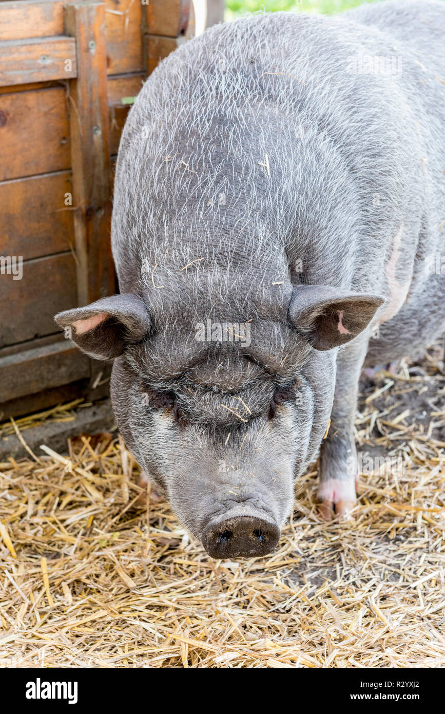 Hausschweine sus scrofa domesticus -Fotos und -Bildmaterial in hoher ...
