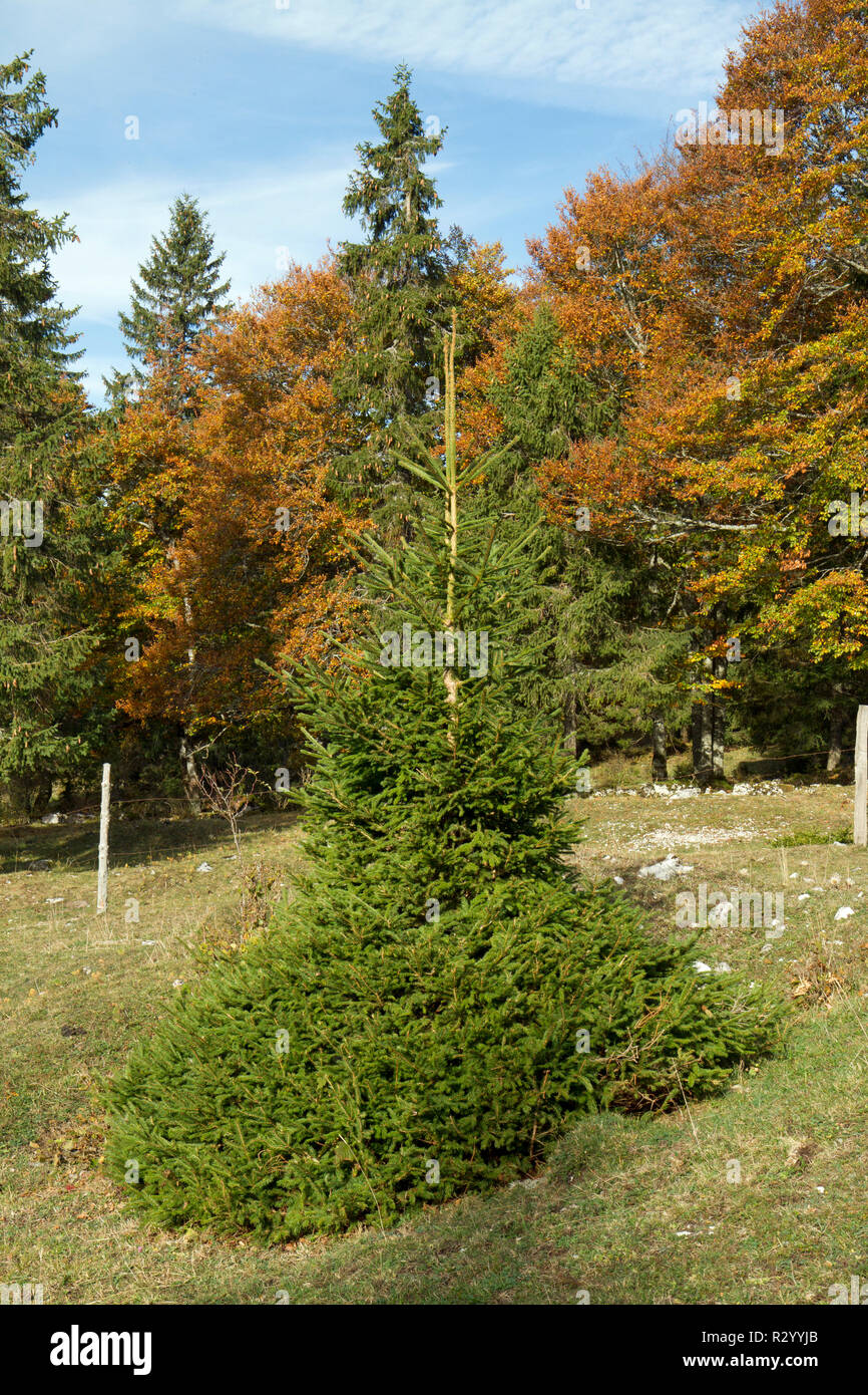 Fichten Picea Abies Stockfotos und -bilder Kaufen - Alamy