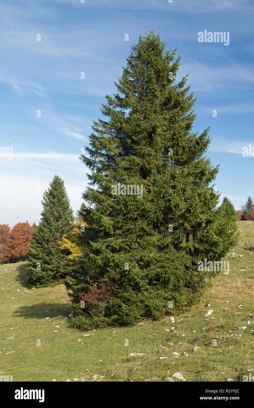 Norway spruce picea abies -Fotos und -Bildmaterial in hoher Auflösung ...