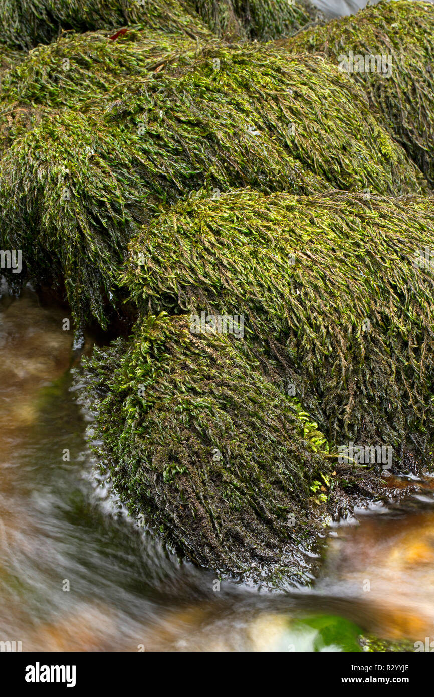 Mehr Wasser - Moos (Fontinalis Antipyretica), die Quelle des Flusses ...