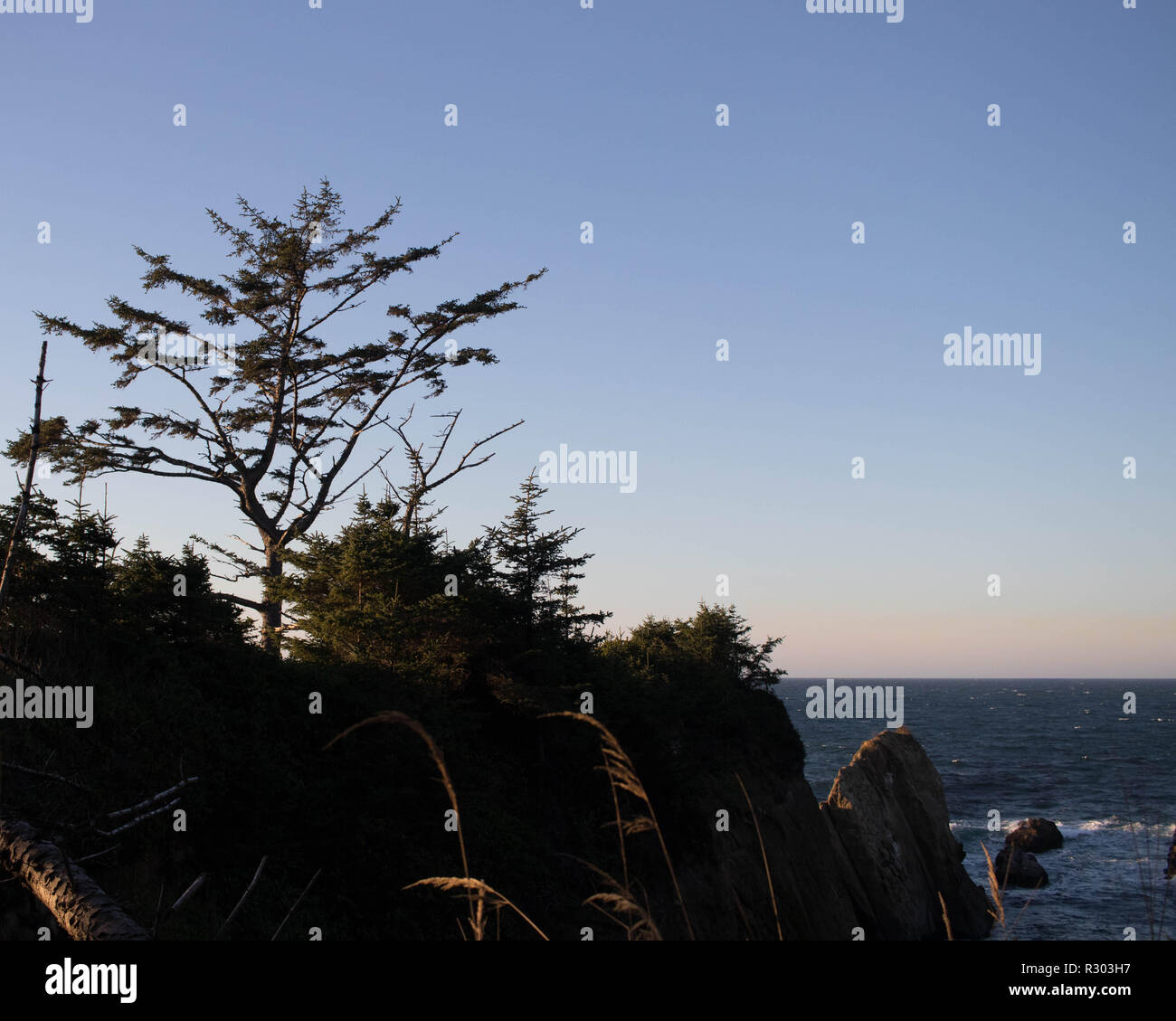 Kiefer oregon -Fotos und -Bildmaterial in hoher Auflösung – Alamy