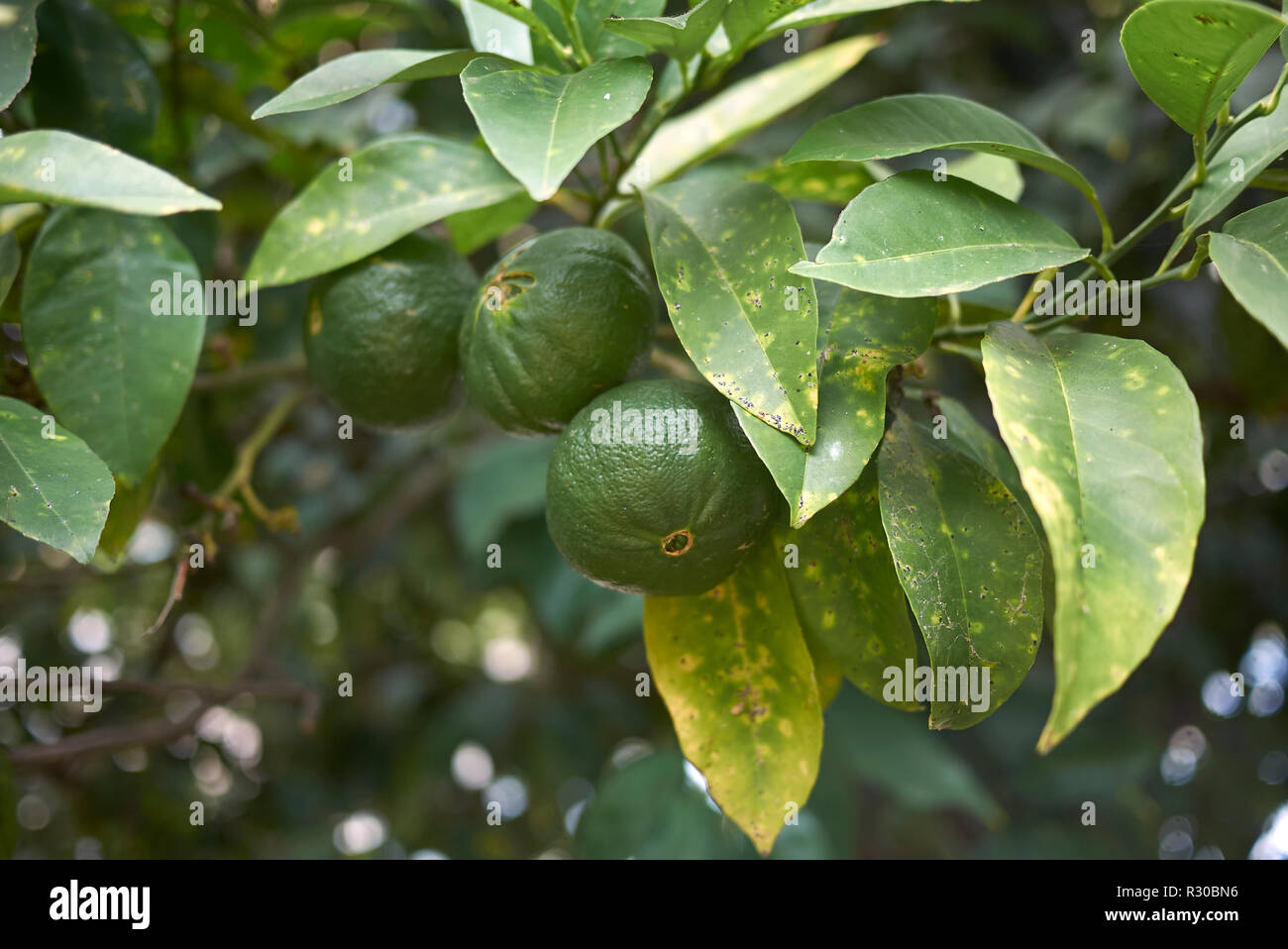 Citrus aurantium italy -Fotos und -Bildmaterial in hoher Auflösung – Alamy