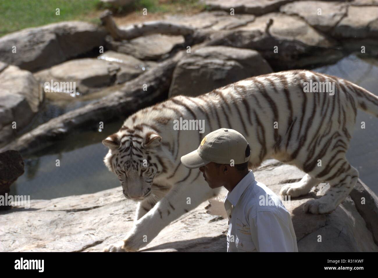 Bengal Tiger Panthera Springen Fotos Und Bildmaterial In Hoher Auflösung Alamy