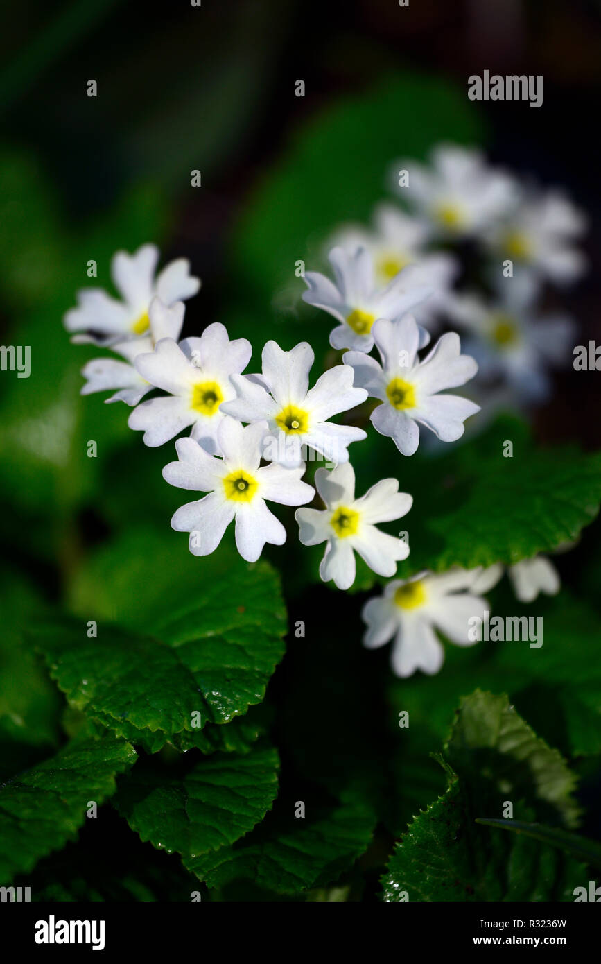 Alpine blossom -Fotos und -Bildmaterial in hoher Auflösung – Alamy