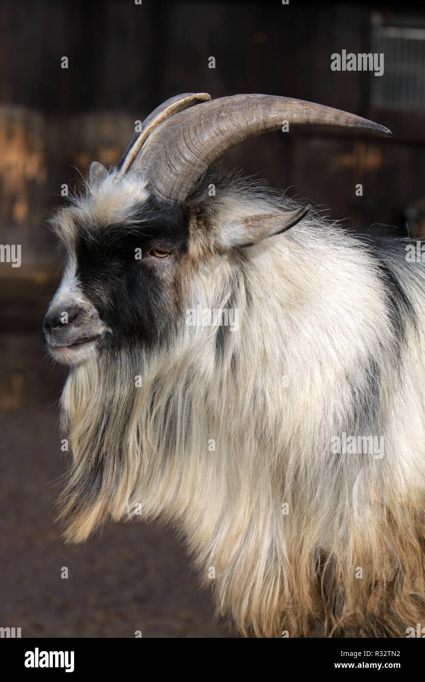 Ziege bock stall -Fotos und -Bildmaterial in hoher Auflösung – Alamy