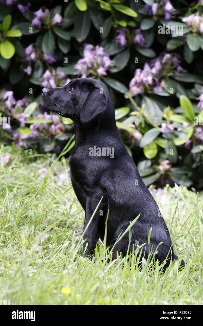 schwarze Labrador Retriever Welpen Stockfotografie - Alamy
