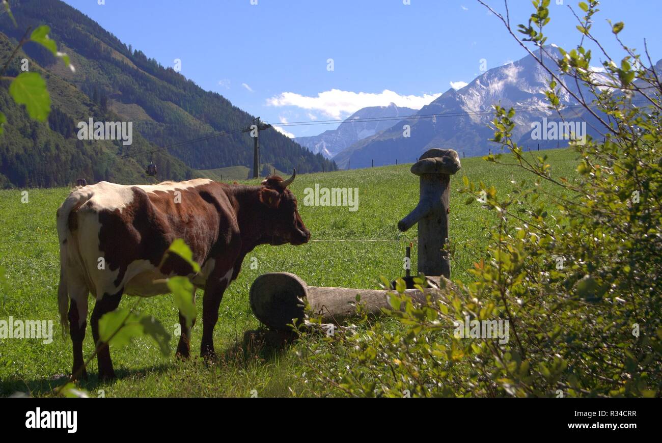 Pinzgau Cattle Stockfotos und -bilder Kaufen - Alamy