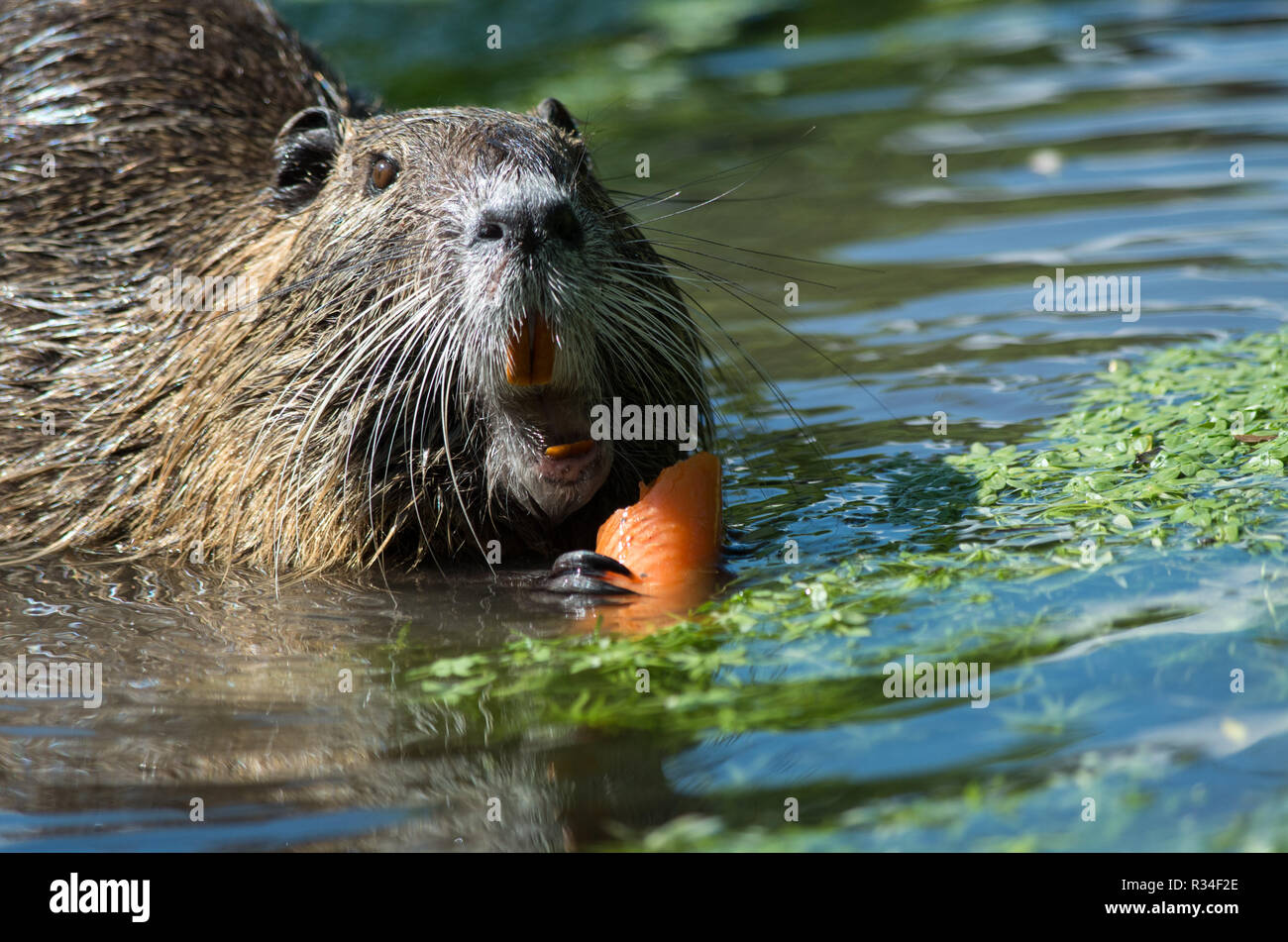 Nutria teeth -Fotos und -Bildmaterial in hoher Auflösung – Alamy