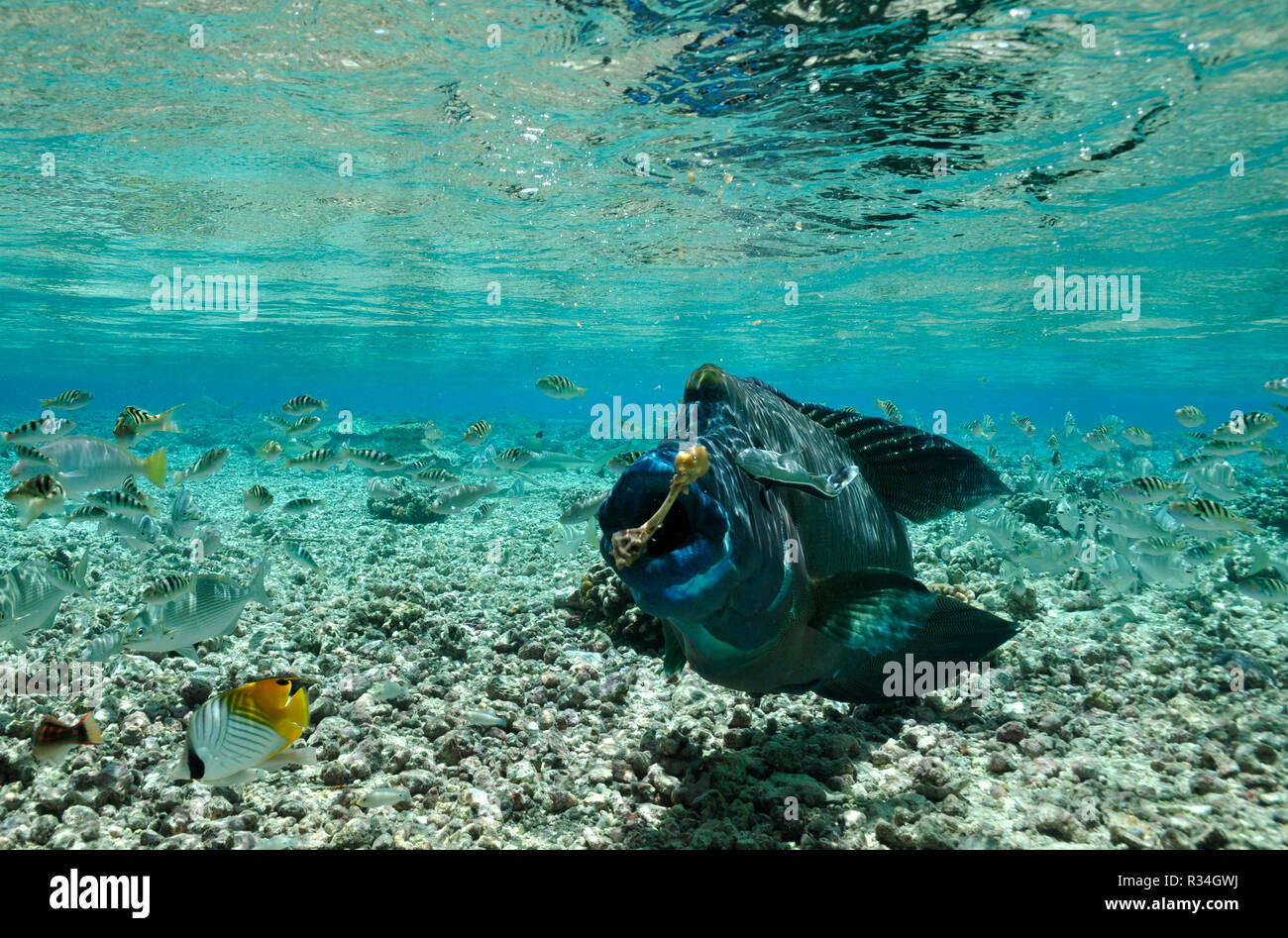 Bone fish -Fotos und -Bildmaterial in hoher Auflösung – Alamy