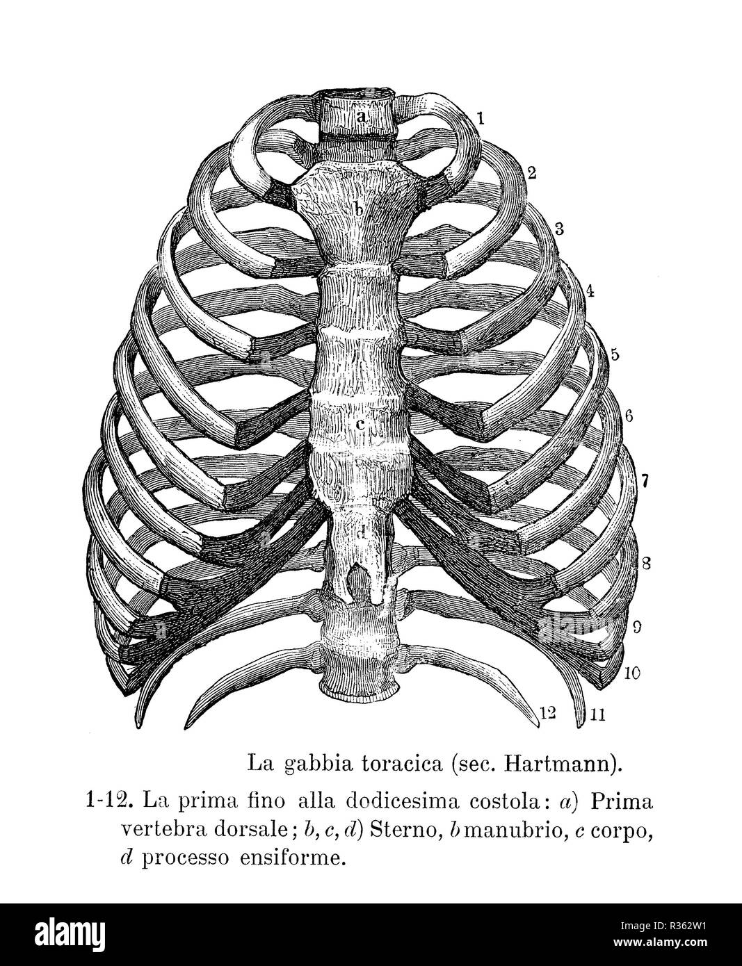 Vintage Abbildung: Anatomie, menschlichen Brustkorb Grundgerüst mit ...