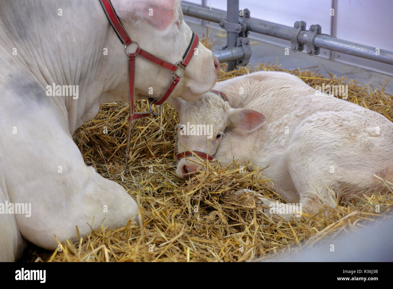 Kuh und Kalb im Stall auf dem Bauernhof Stockfotografie - Alamy