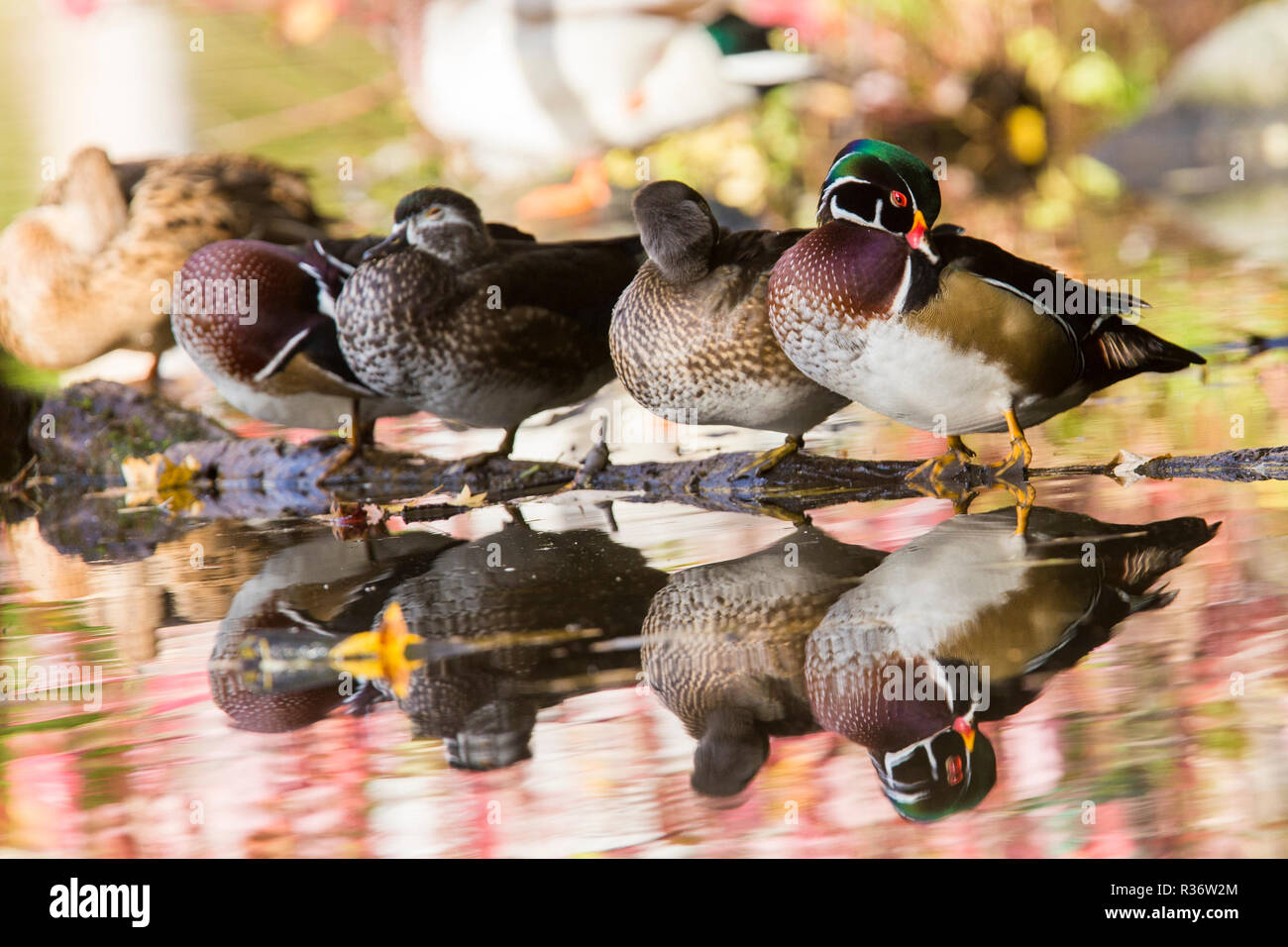 Weisse enten im herbst -Fotos und -Bildmaterial in hoher Auflösung – Alamy