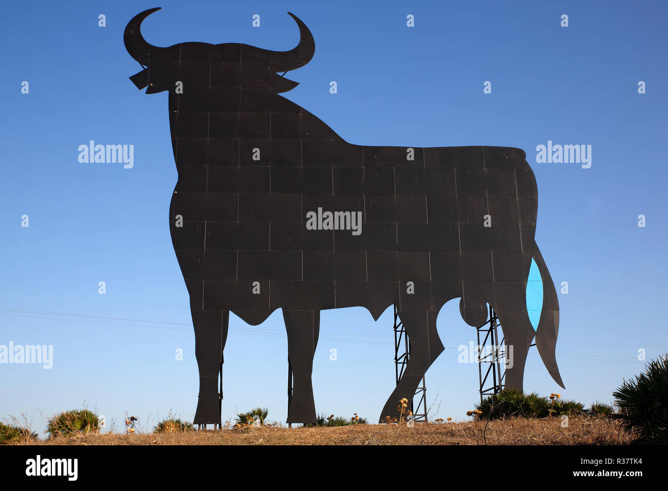 Osborne Stier Stockfotos und -bilder Kaufen - Alamy